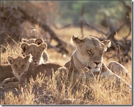 Reproducción León Africano. - Ciencia Explicada